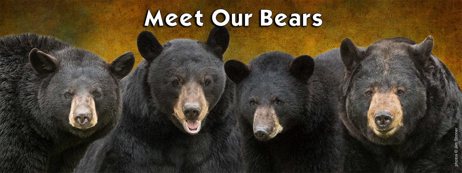 Events – Utah Bears, Inc.